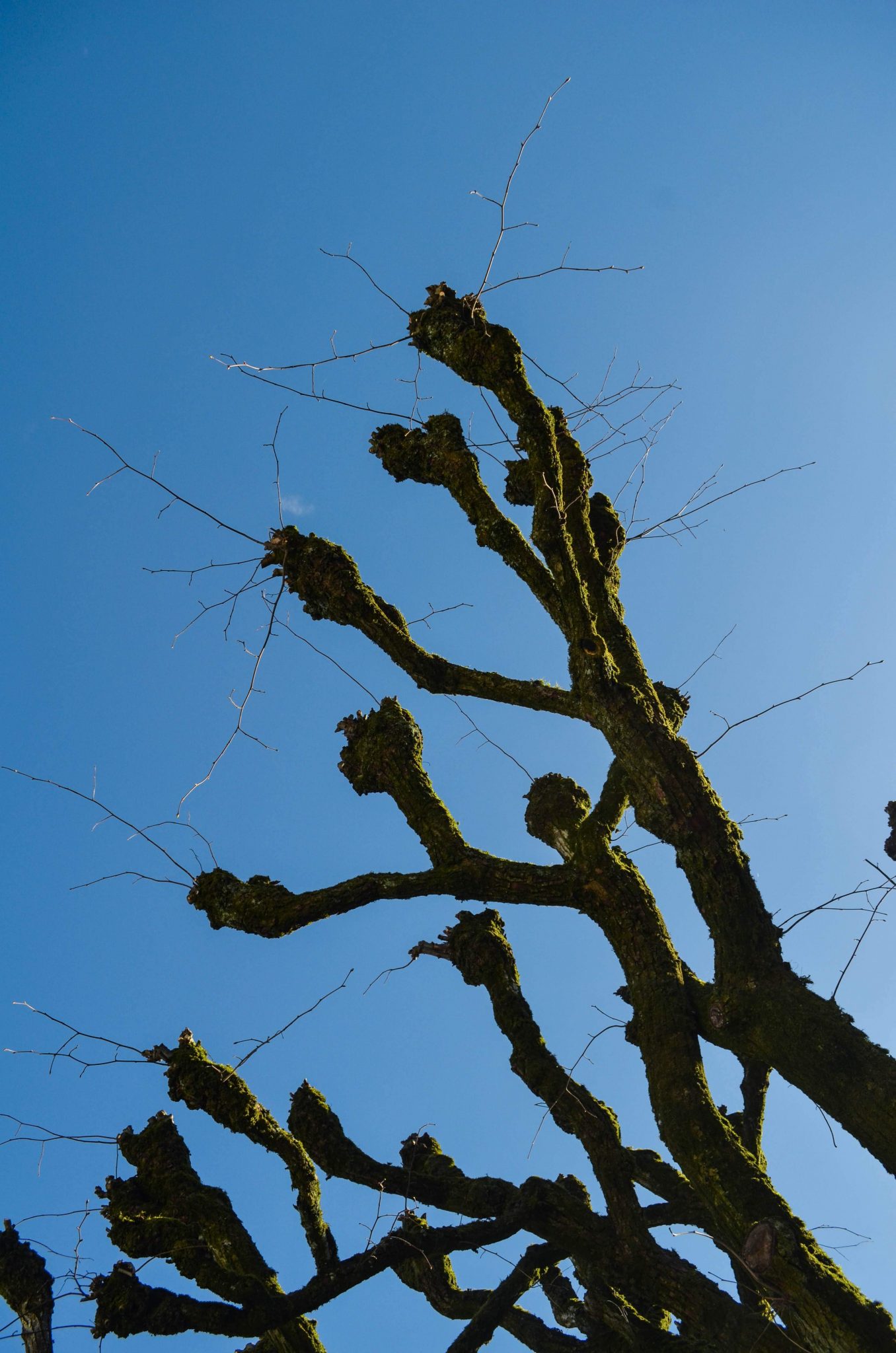 Kopfbaumschnitt in Serlbach | Busch Baumpflege